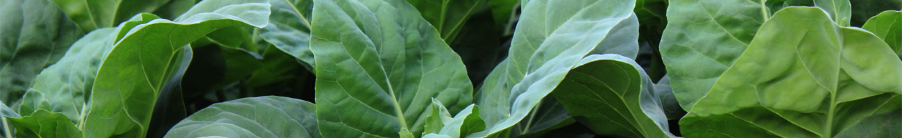 Kai Lan Chinese Broccoli ROKEWOOD LTD Oriental Vegetable Growers kai-lan-chinese-broccoli-rokewood-ltd-oriental-vegetable-growers
