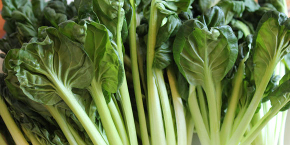 Pak Choi Vegetable Growers UK