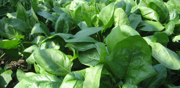 Chinese Spinach - ROKEWOOD LTD Oriental Vegetable Growers